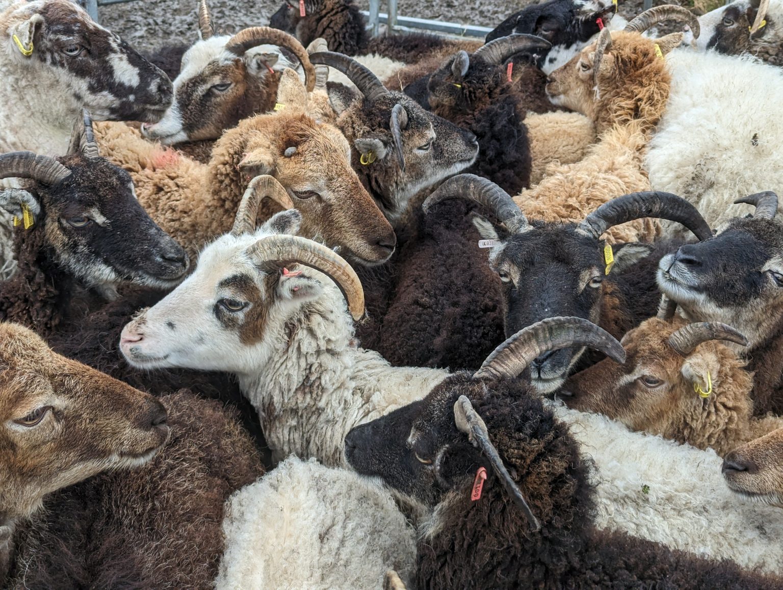 Soay Sheep - Severn Gorge Countryside Trust