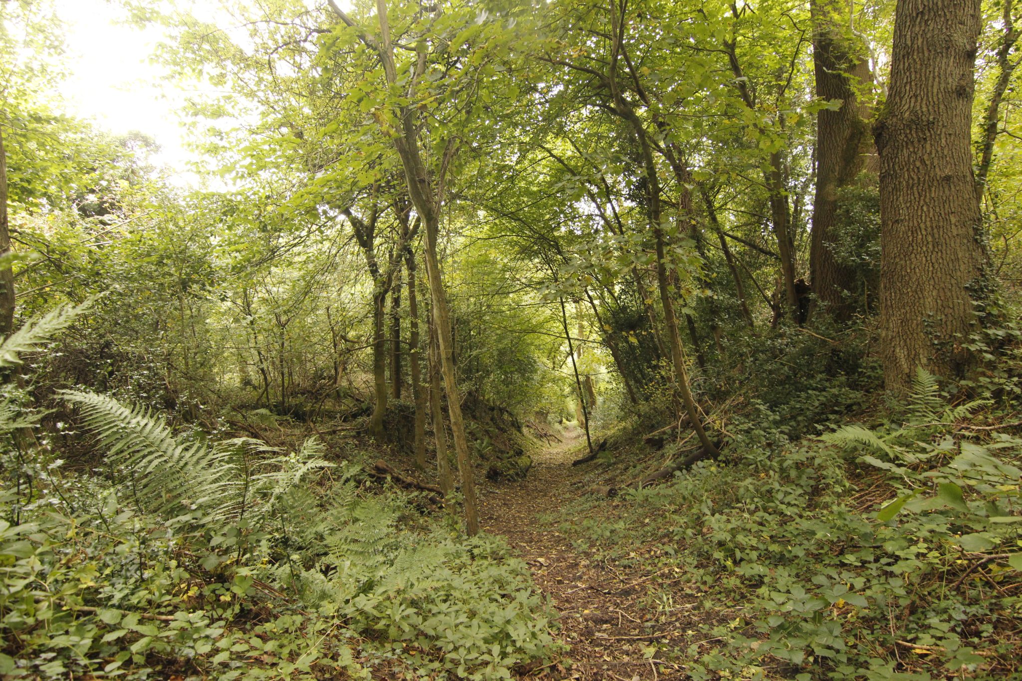 Conservation and Management - Severn Gorge Countryside Trust