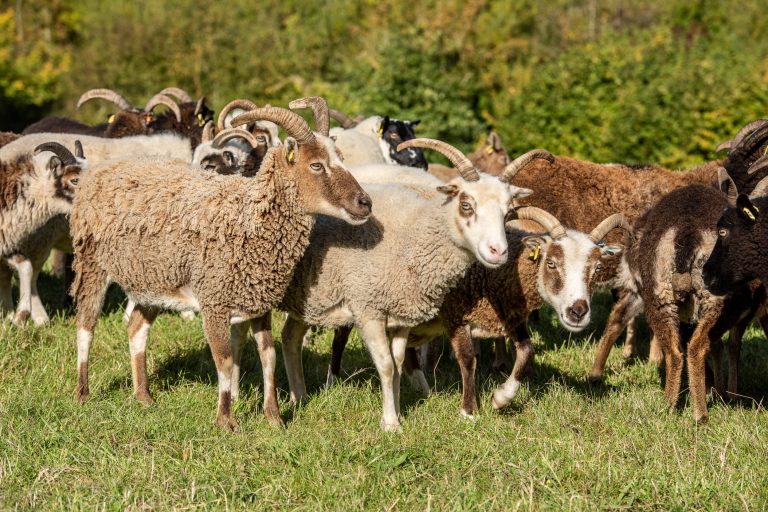 Soay Sheep - Severn Gorge Countryside Trust